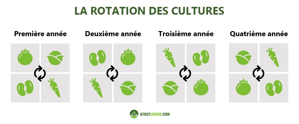 Culture sous serre : comment bien la réussir toute l'année