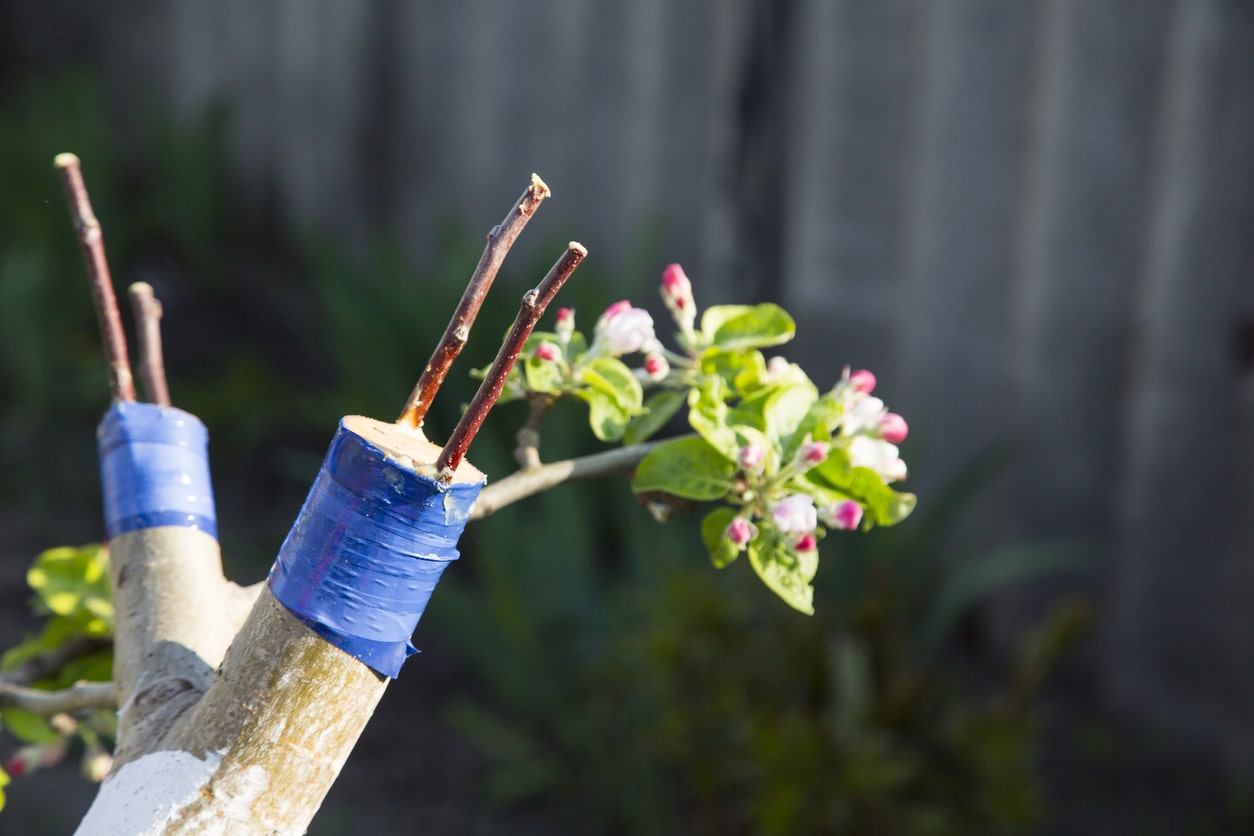 Greffer un arbre fruitier, guides et conseils