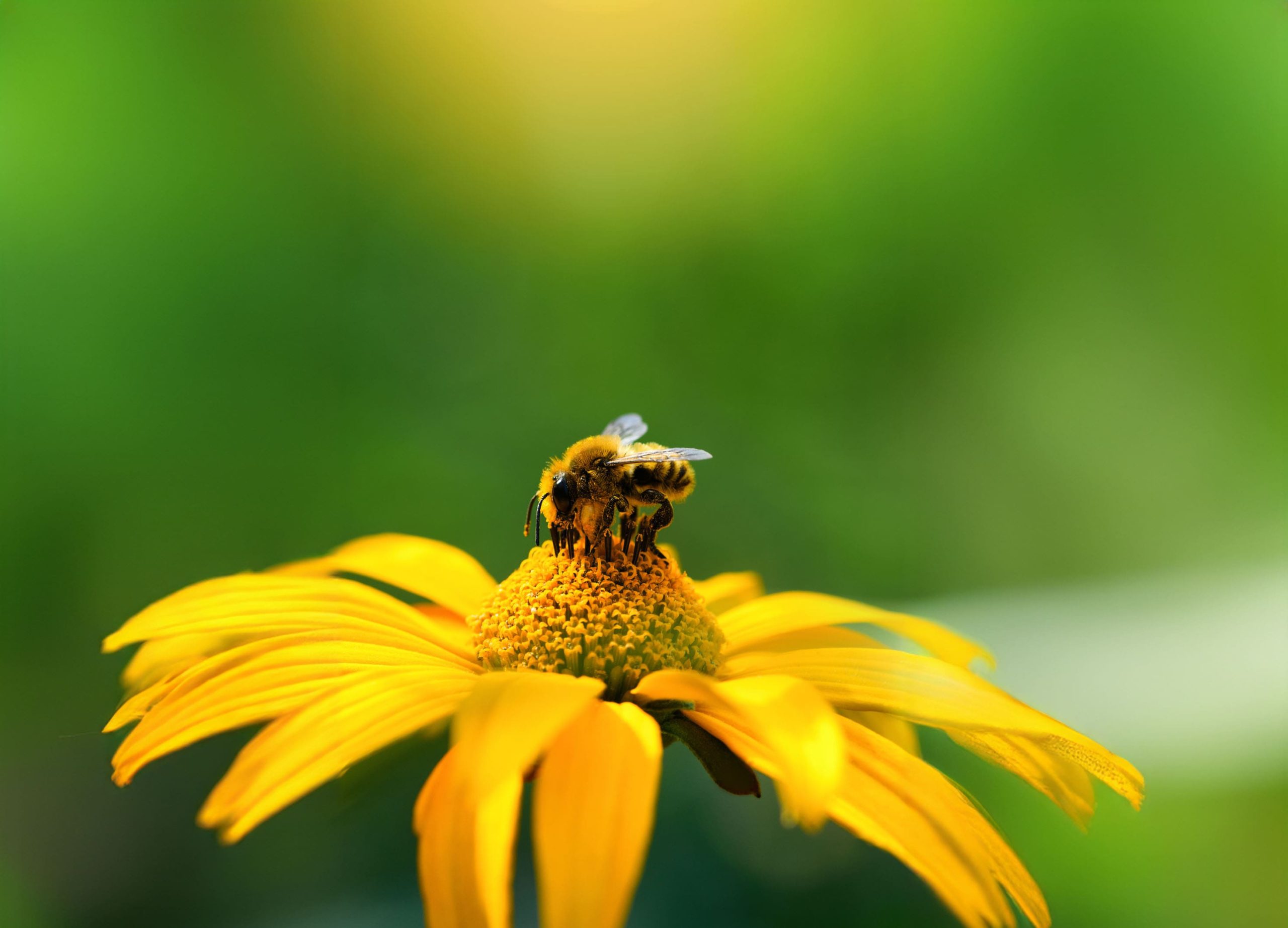 L'importance de la pollinisation au potager