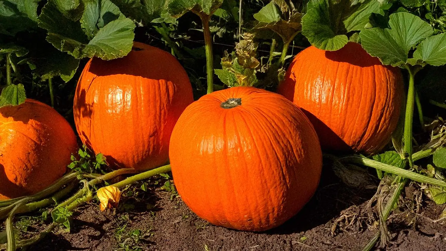 Quand planter des citrouilles